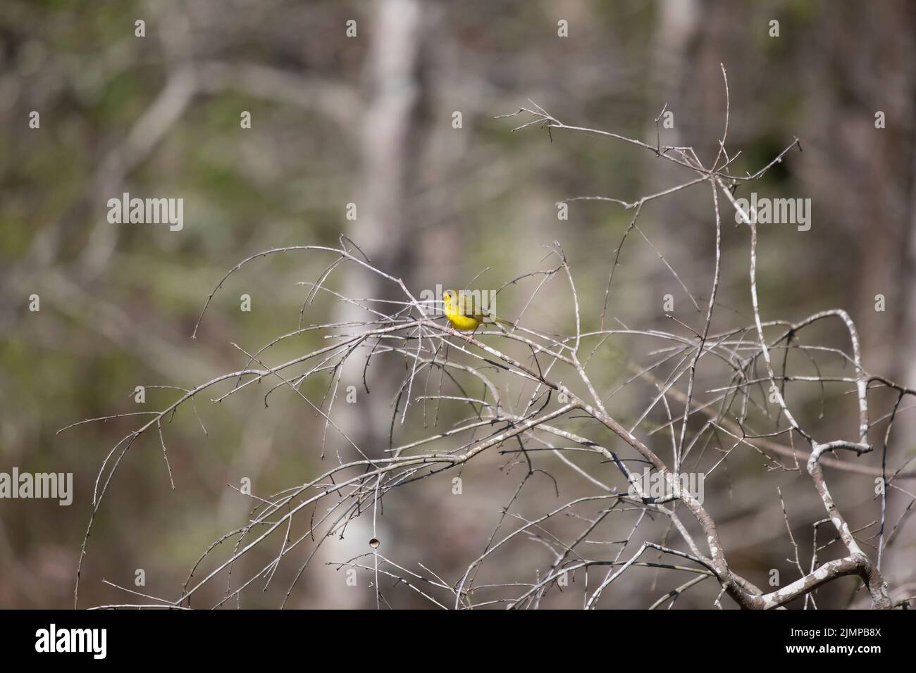 Curious female hooded warbler (Setophaga citrina) looking around from ...