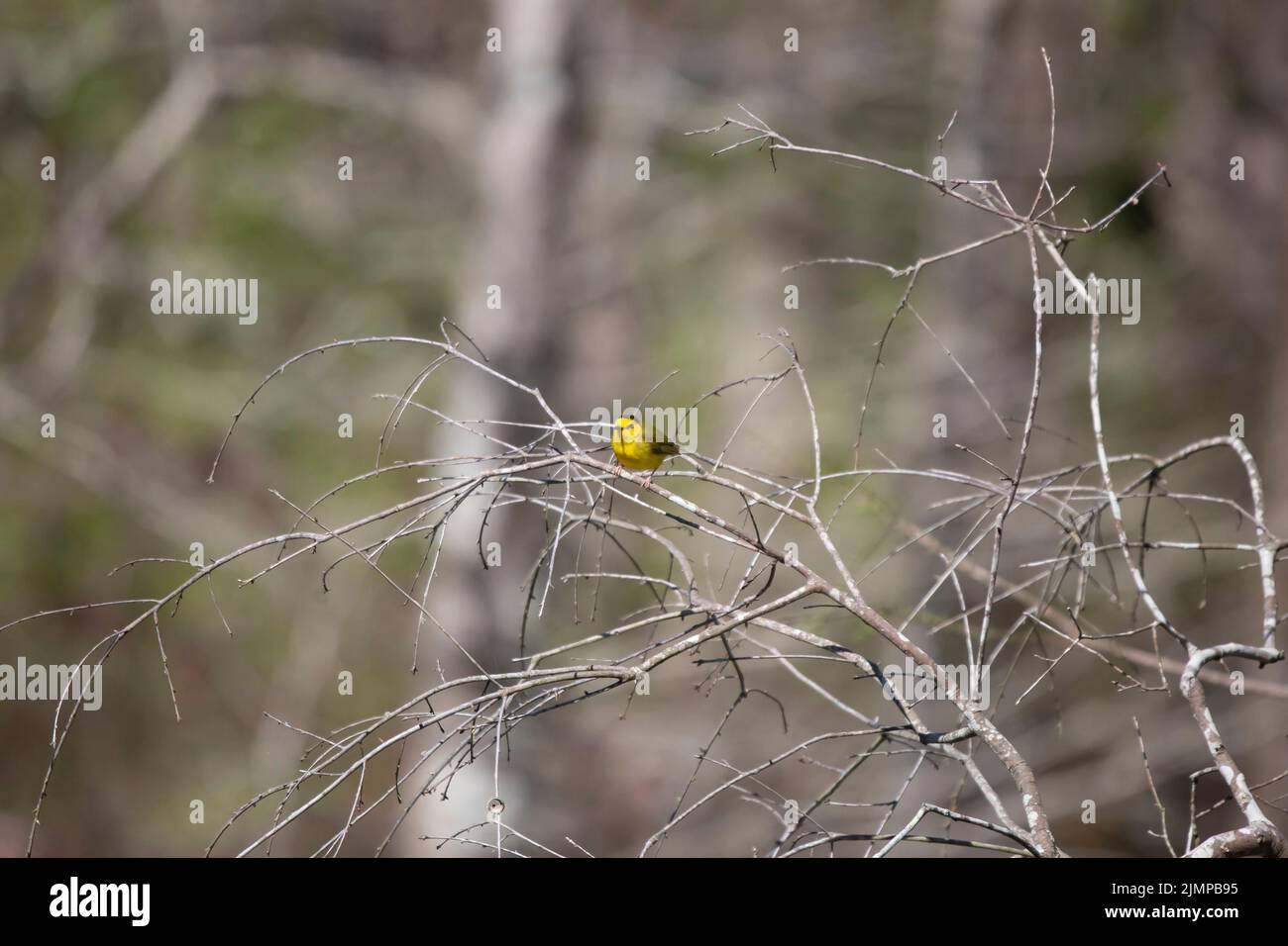 Curious female hooded warbler (Setophaga citrina) staring out from her ...