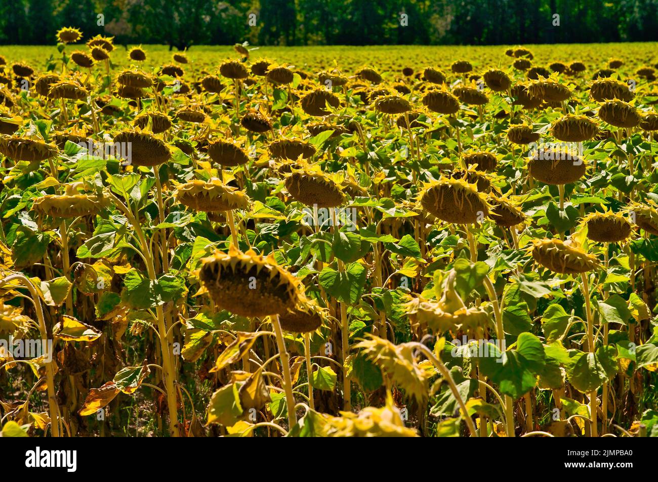 dried ripe sunflowers on a sunflower field in anticipation of the ...
