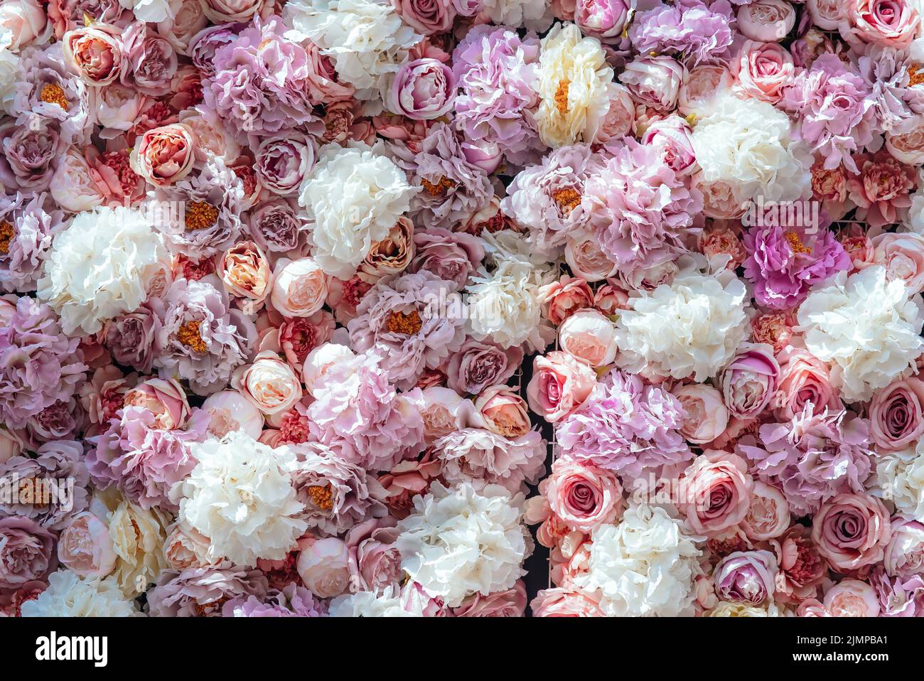 Bright pink roses as background, colorful flowers Stock Photo - Alamy