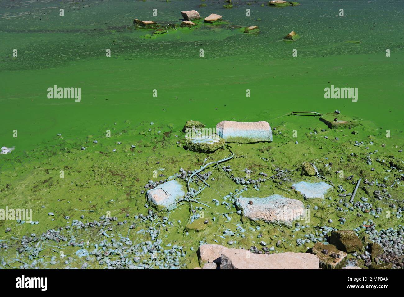 Water covered with green algae. River green algae bloom background ...