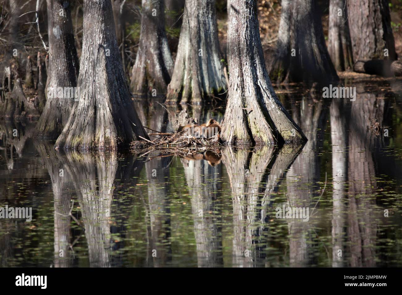 Four nutria (Myocastor coypus) resting on a bed of sticks between two ...