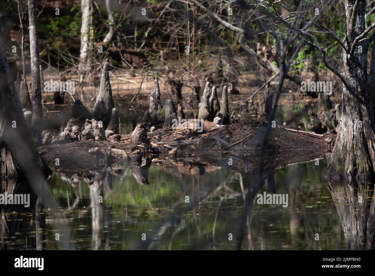 Two adult nutria (Myocastor coypus) resting on a bed of sticks in lake ...