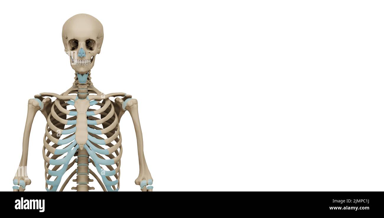 3d rendered medically accurate illustration of a human skeleton. Copy ...