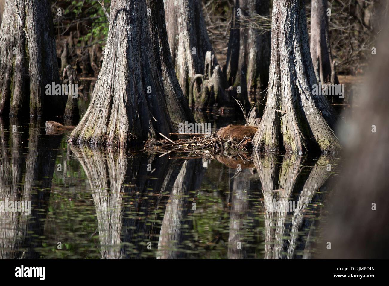 Adult nutria (Myocastor coypus) swimming in a swamp while a young ...