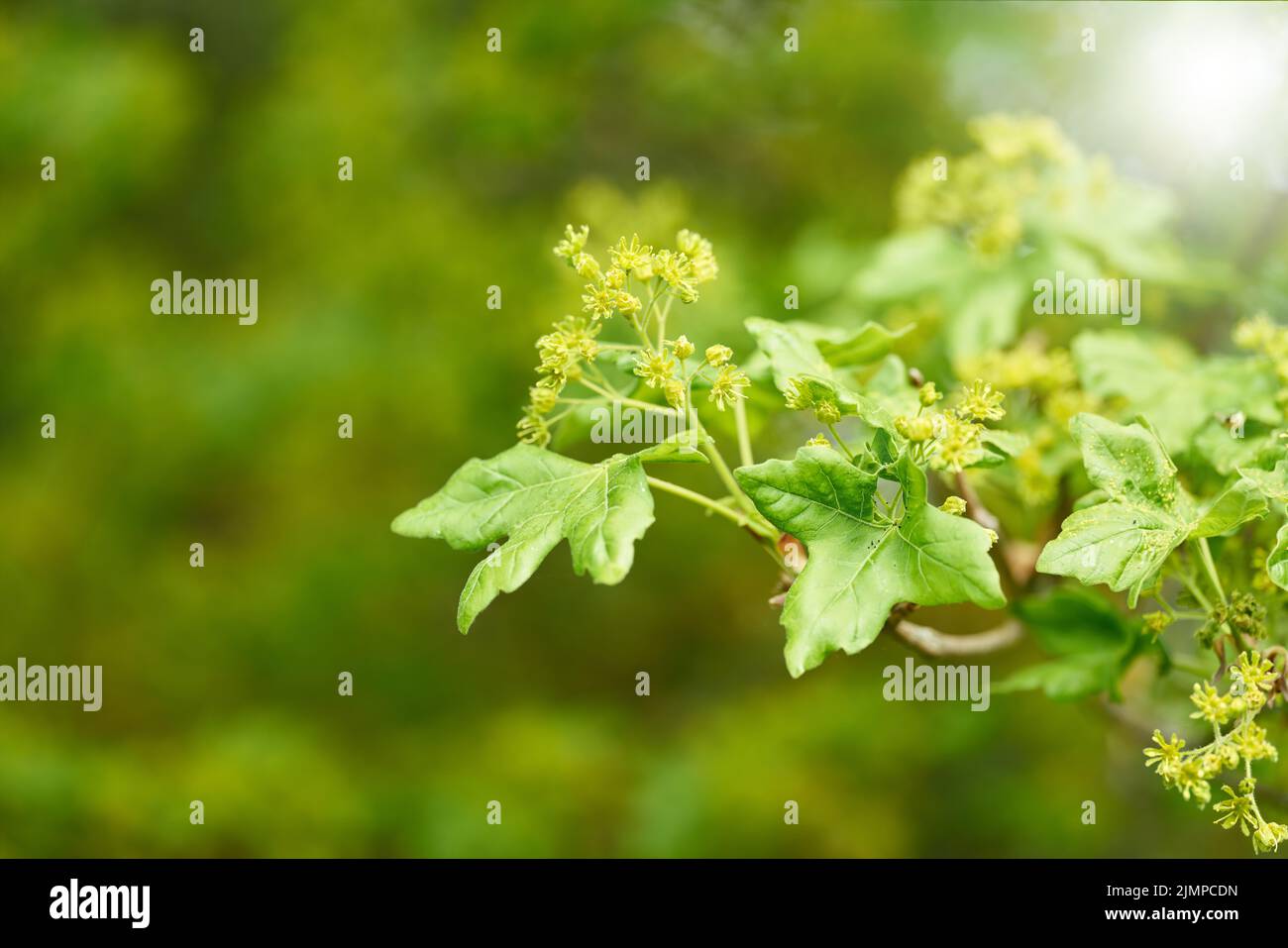 Flowering field maple Acer campestre in spring at field edge Stock ...