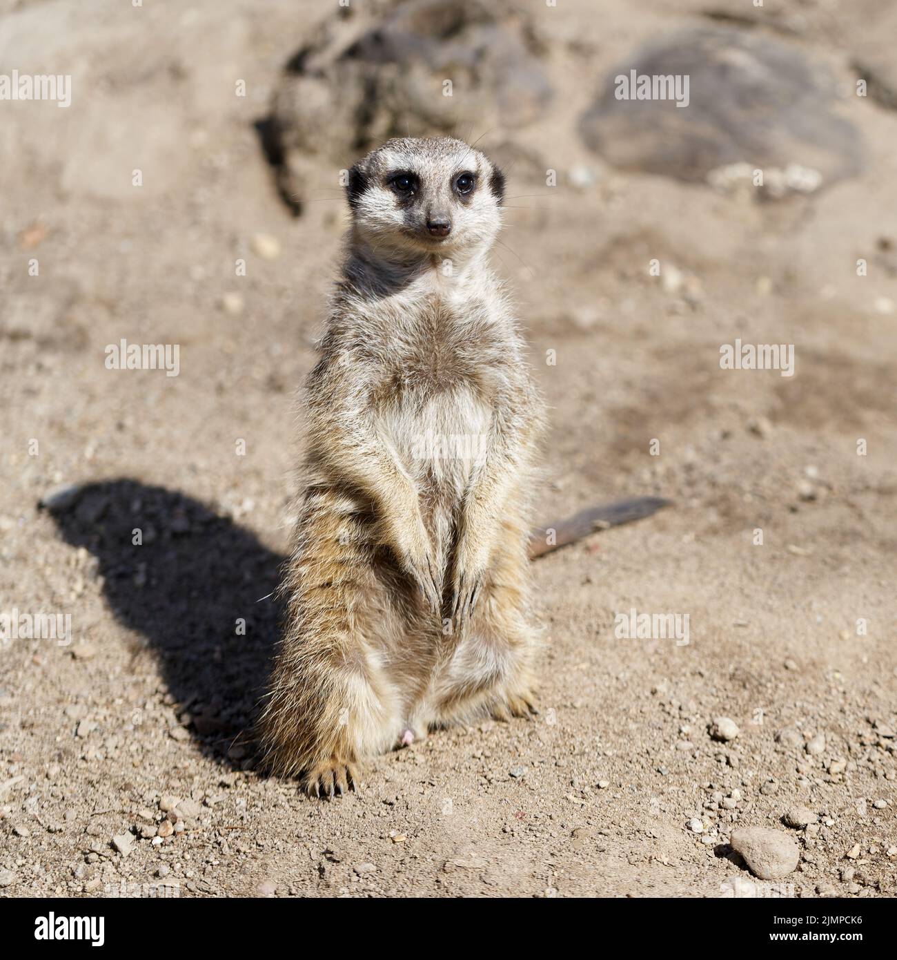 An alert meerkat sits in the sand and keeps watch for fear of birds of ...