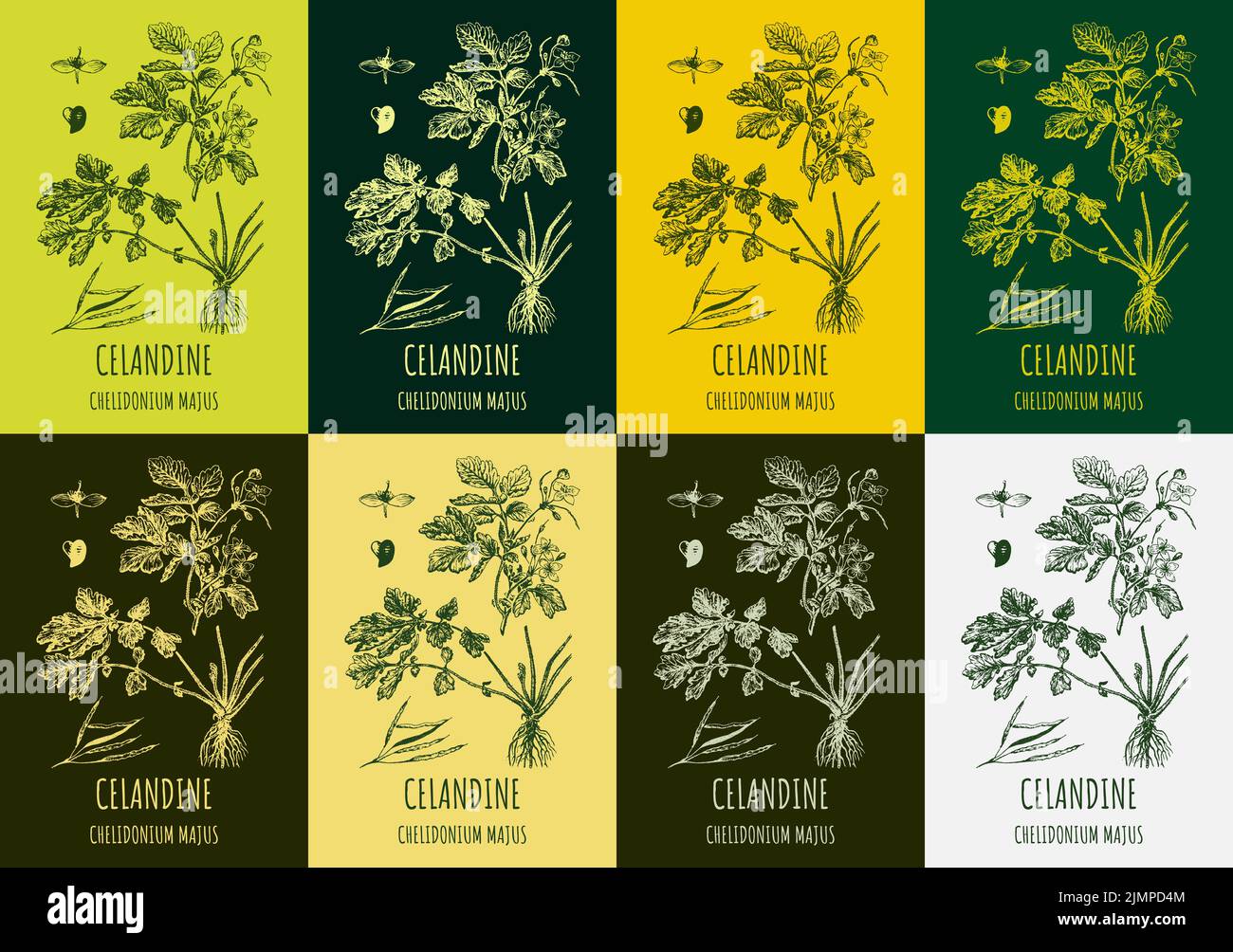 A set of celandine in various color compositions. Pharmaceutical ...