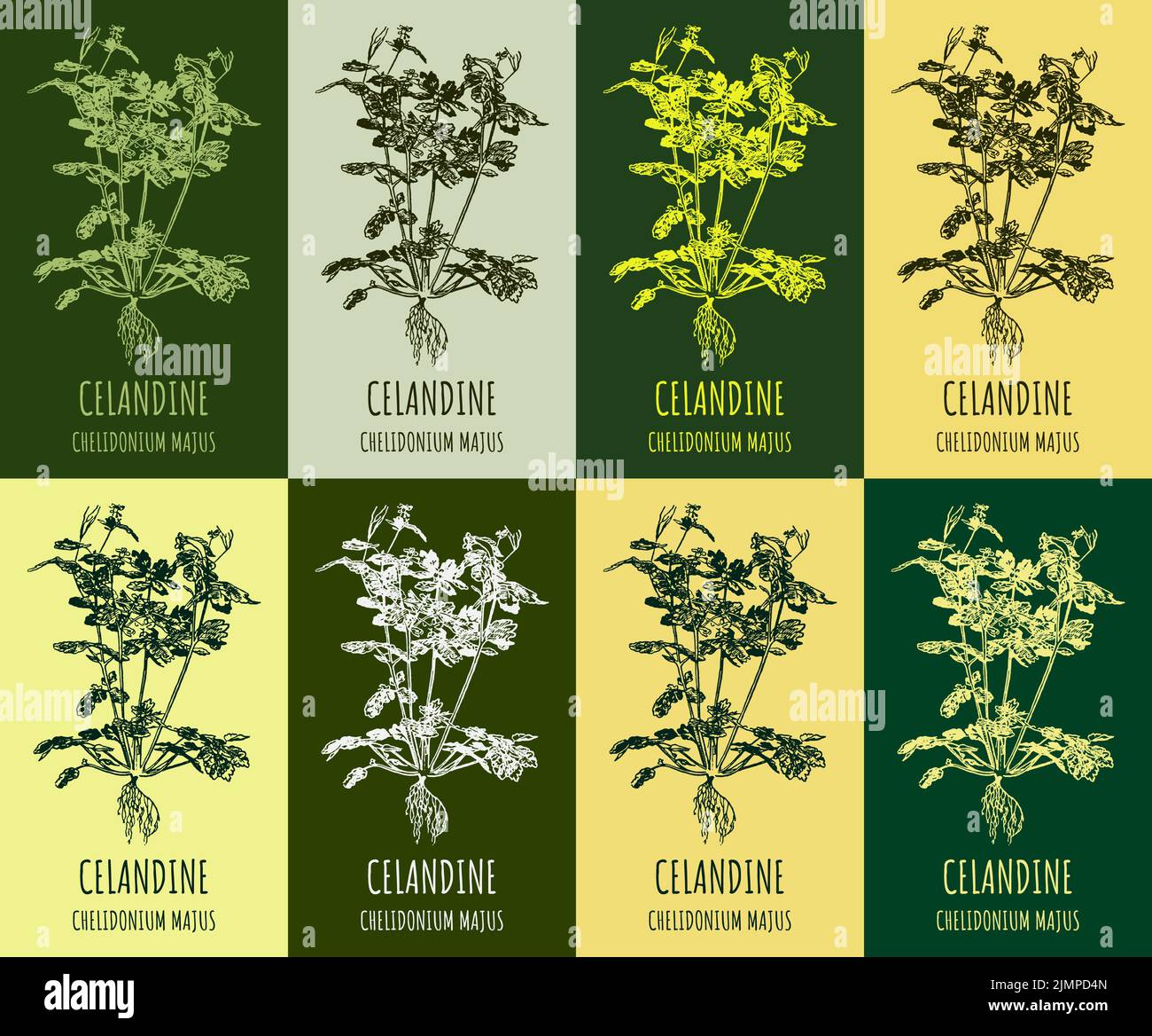 A set of celandine in various color compositions. Pharmaceutical ...