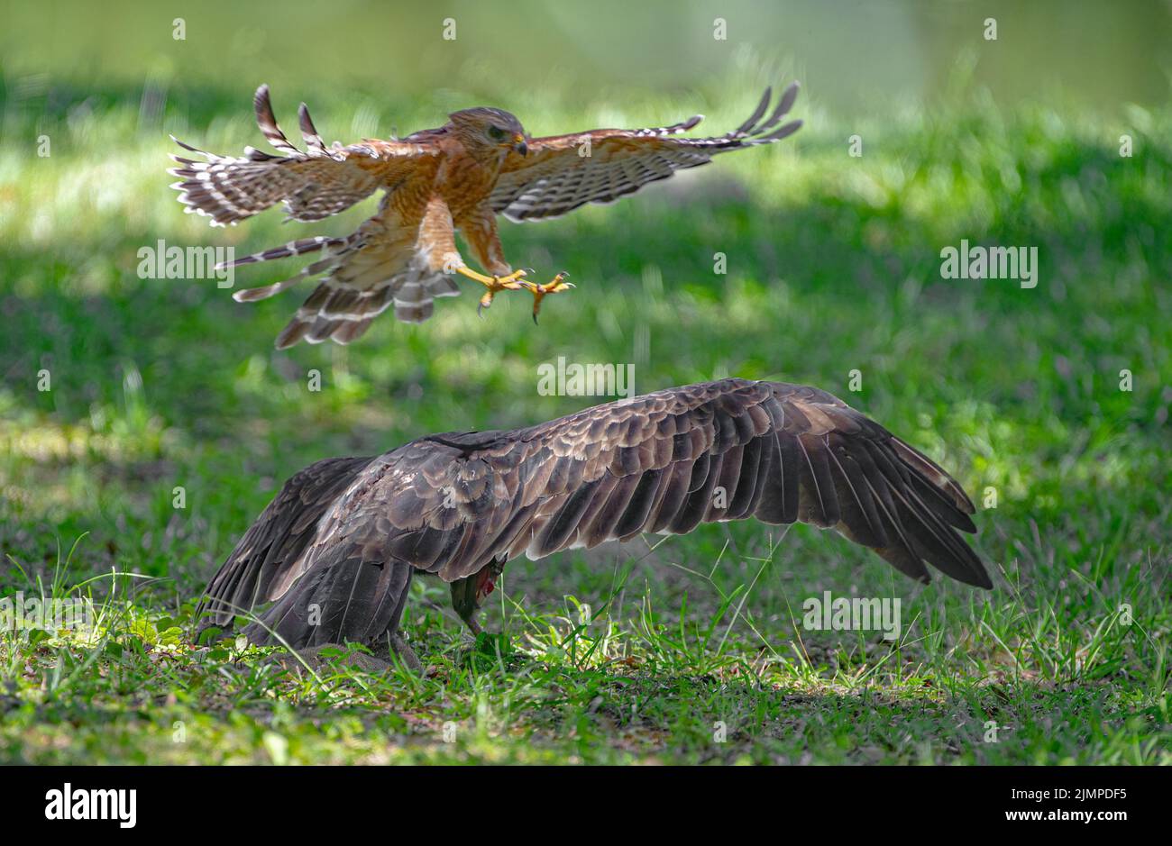 Brown chicken wings spread hi-res stock photography and images - Alamy
