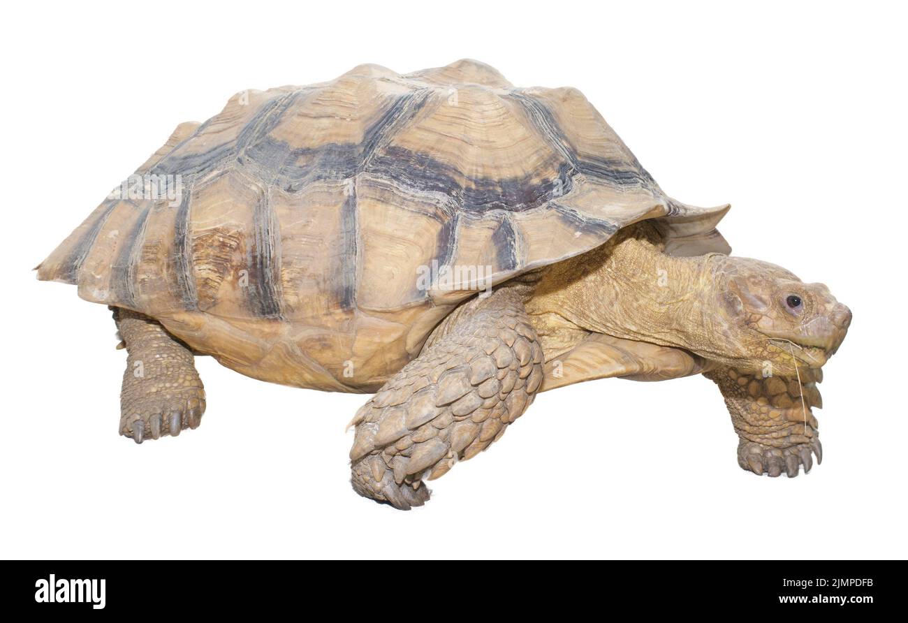 Centrochelys sulcata eating hi-res stock photography and images - Alamy