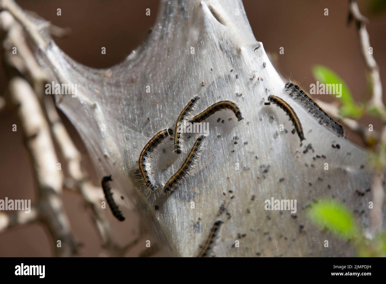 Eastern tent caterpillars (Malacosoma americanum) crawling along the ...