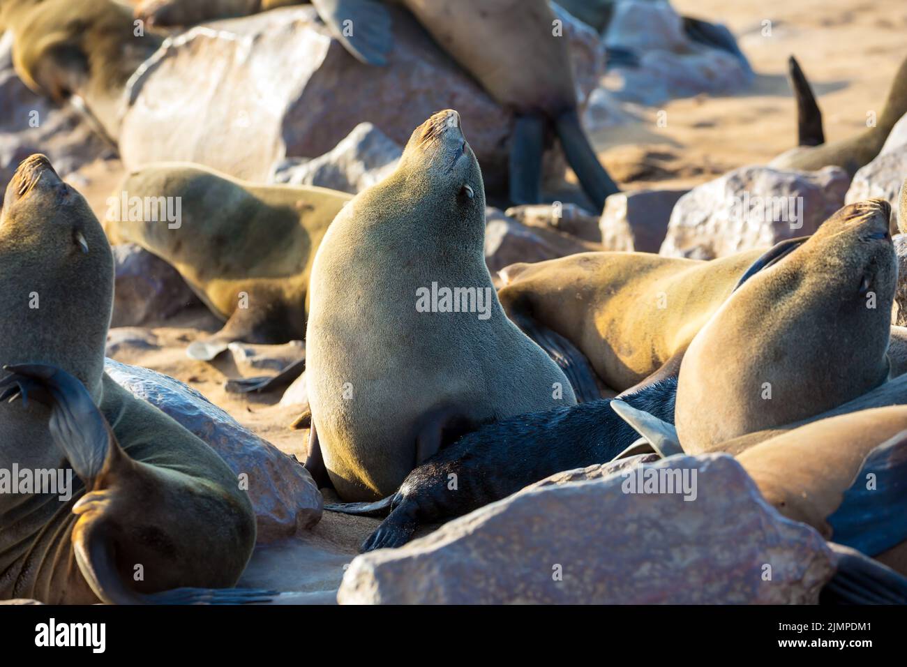 Cape Cross is South African fur seal rookery Stock Photo - Alamy