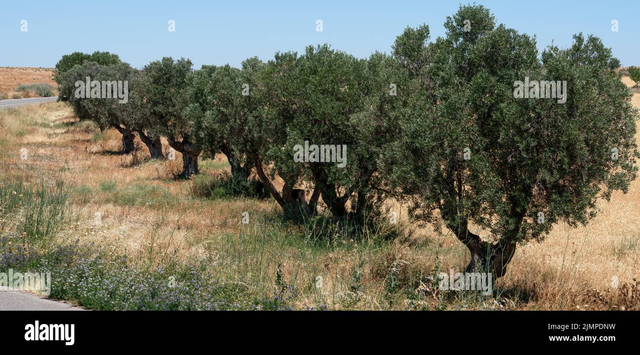 a row of Olea europaea (European olive) trees, blue sky Stock Photo - Alamy