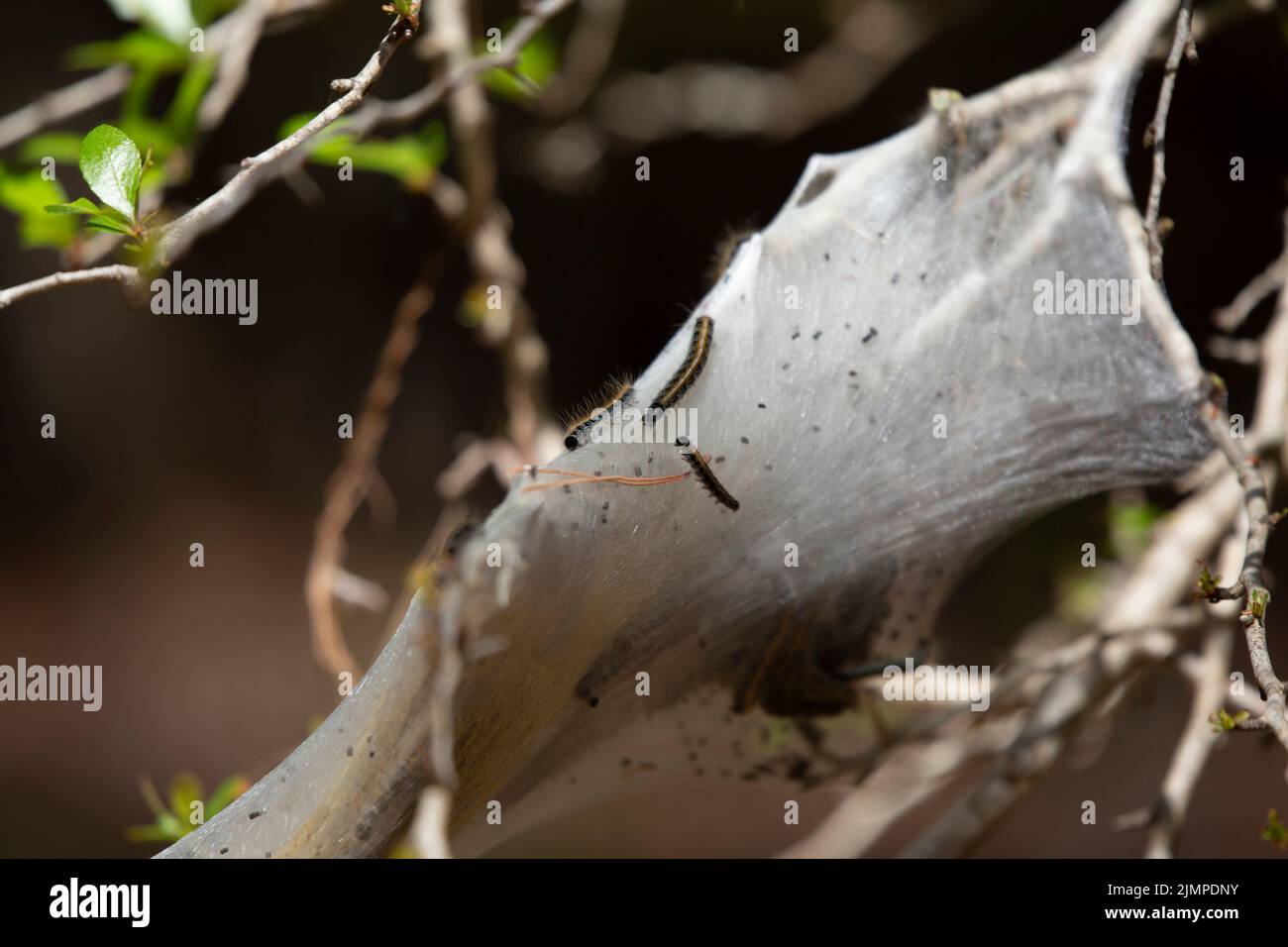 Eastern tent caterpillars (Malacosoma americanum) crawling along the ...