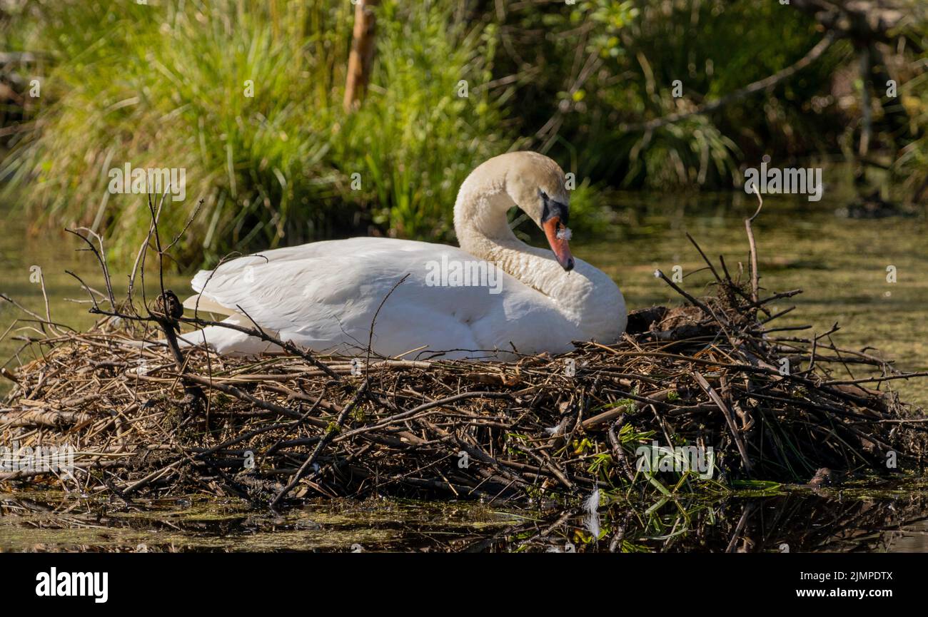 A white swan sitting on her nest in the water Stock Photo - Alamy