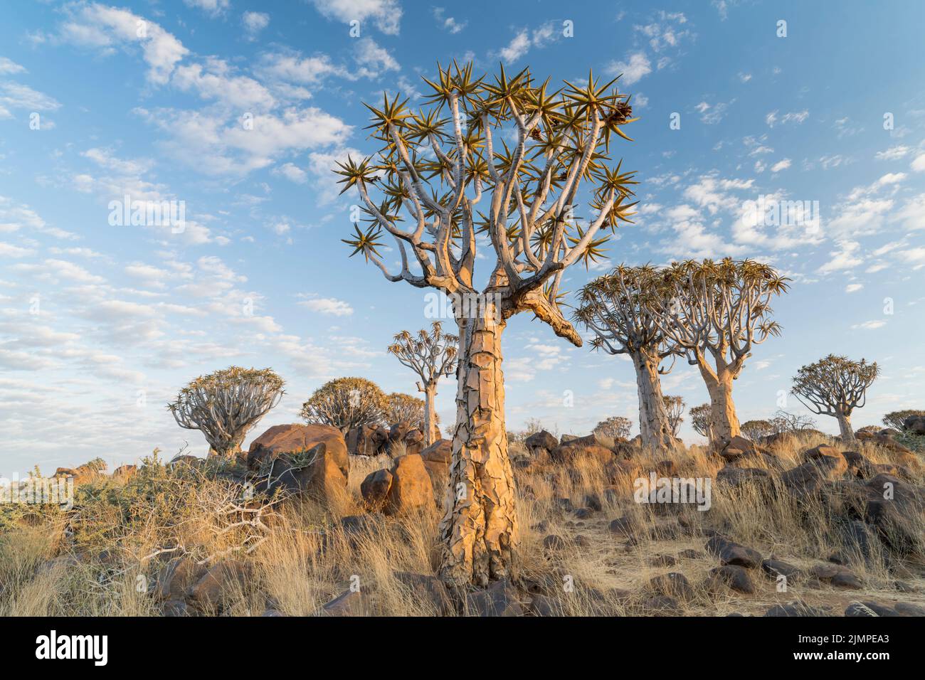 landscape of quiver trees growing among boulders on the ground, Namibia ...