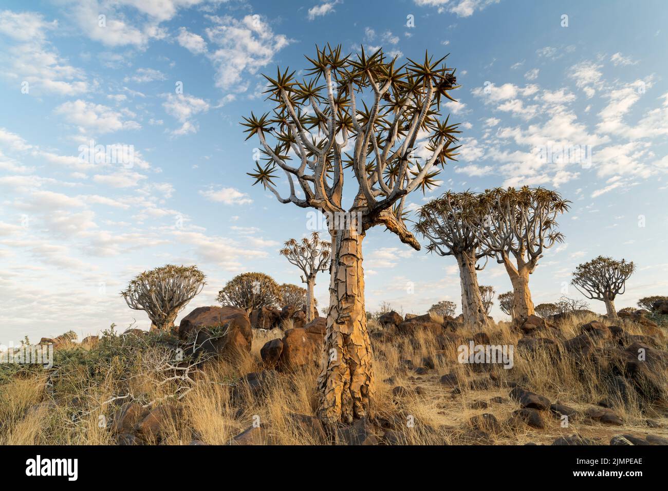 landscape of quiver trees growing among boulders on the ground, Namibia ...