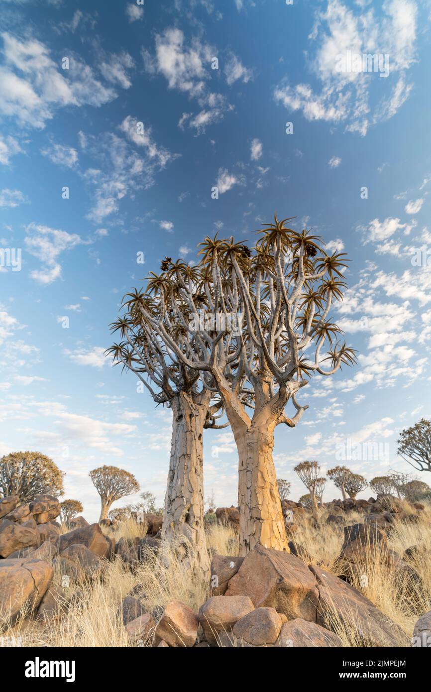 landscape of quiver trees growing among boulders on the ground, Namibia ...
