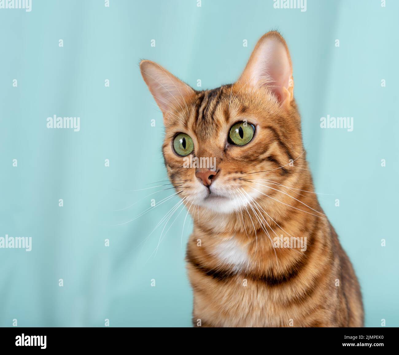 Portrait cat looking side hi-res stock photography and images - Alamy