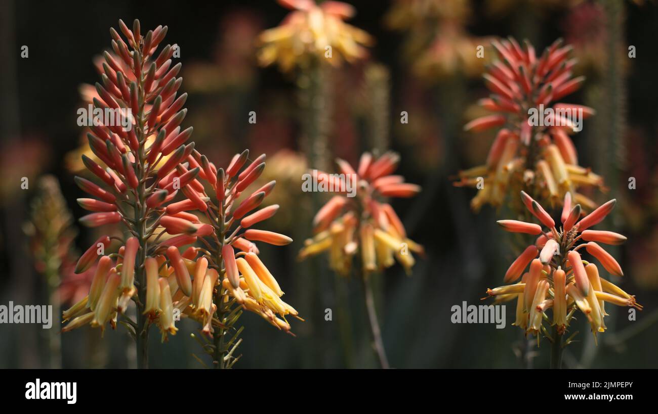 An Aloe Vera Torch Lily in bloom - Shot in a garden in Egypt - This was ...