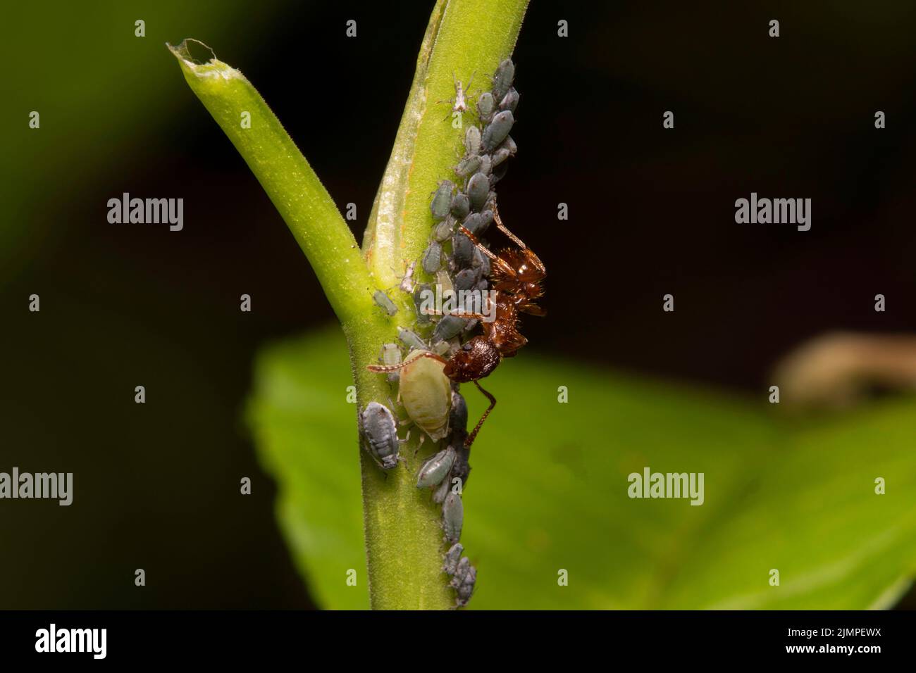 Ant guarding aphids, Aphididae, on a plant stem Stock Photo - Alamy