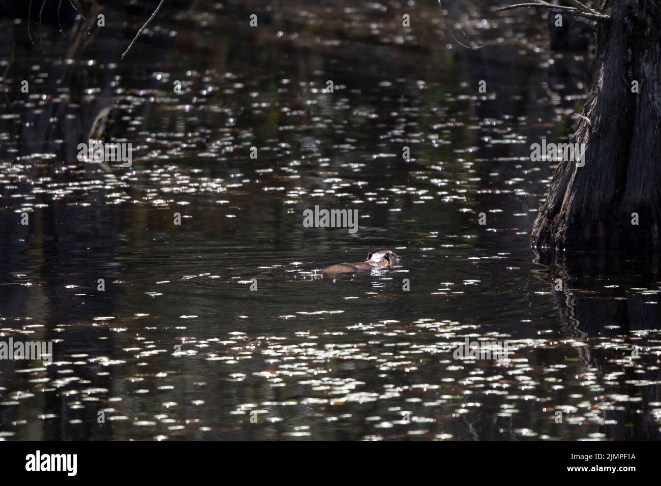 Nutria (Myocastor coypus) swimming away in a swamp Stock Photo - Alamy