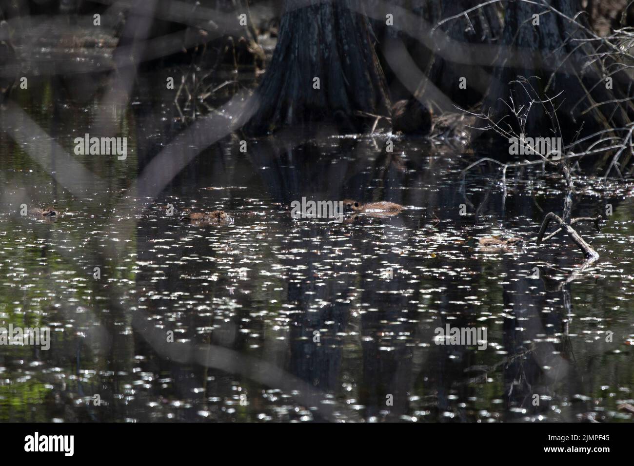 Four young nutria (Myocastor coypus) swimming in a swamp Stock Photo ...