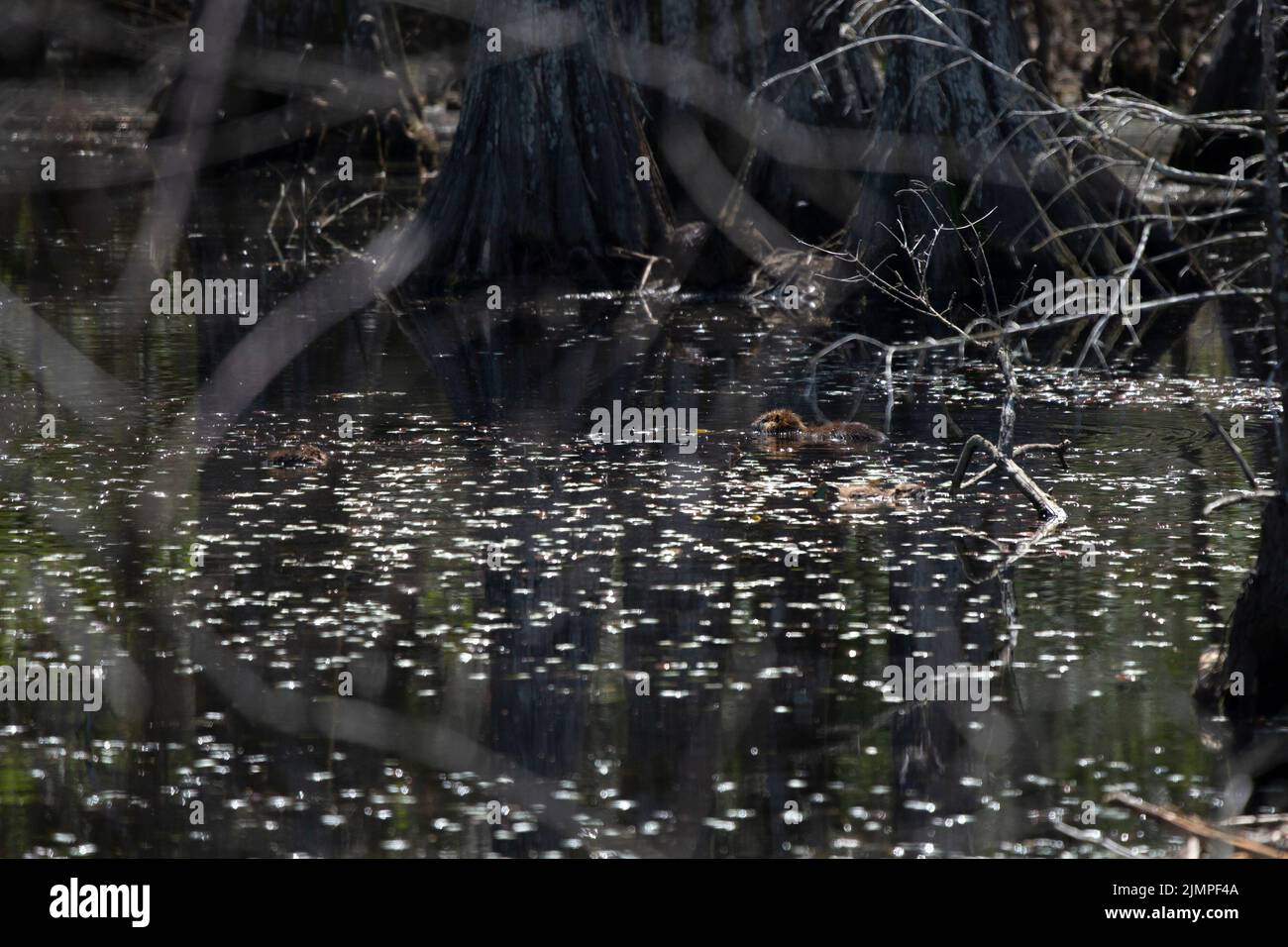 Three young nutria (Myocastor coypus) swimming in a swamp Stock Photo ...