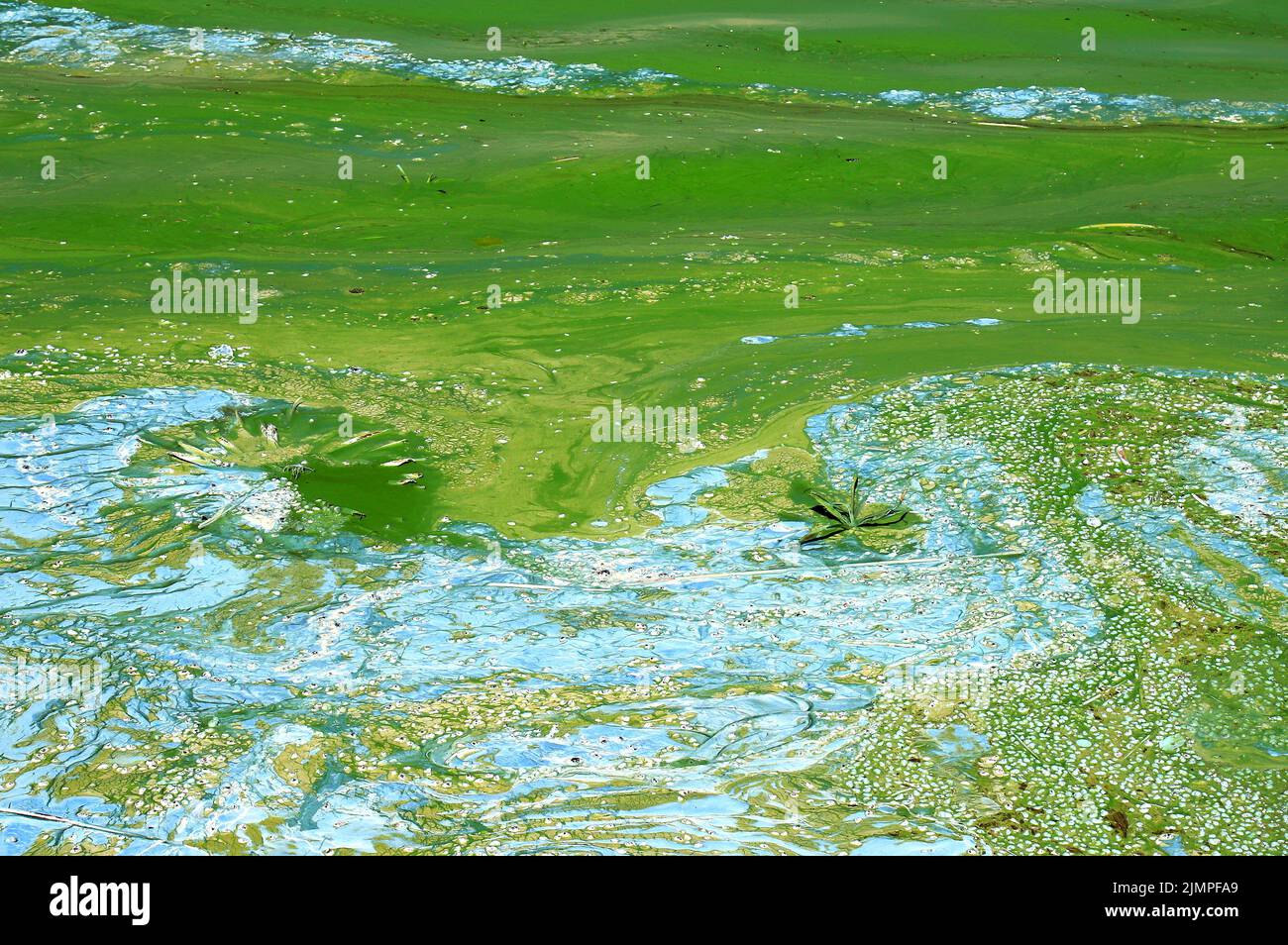 Water covered with green algae. River green algae bloom background ...