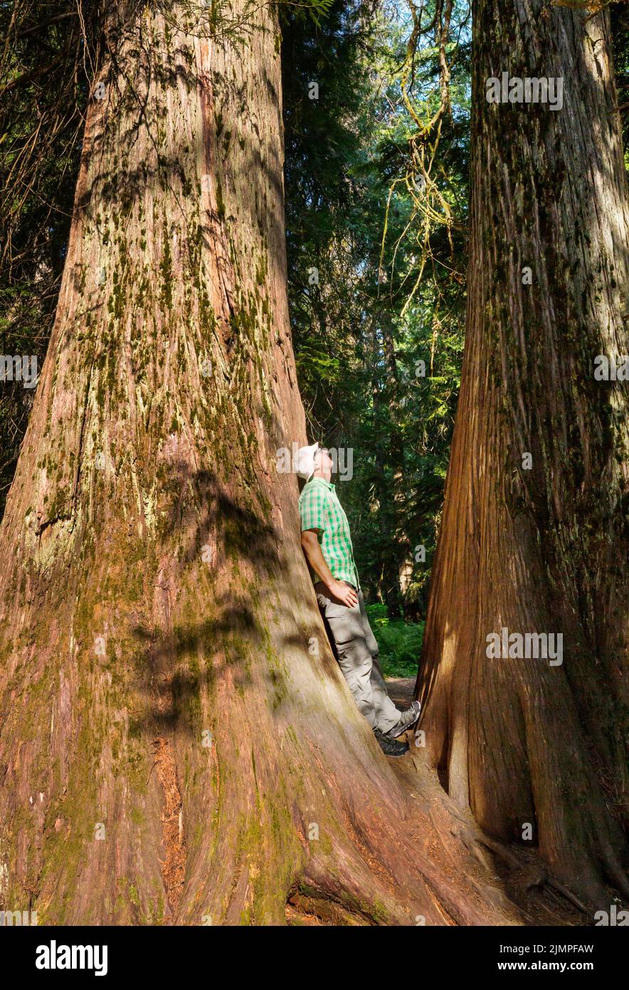 Woman hiking california redwood trees hi-res stock photography and ...