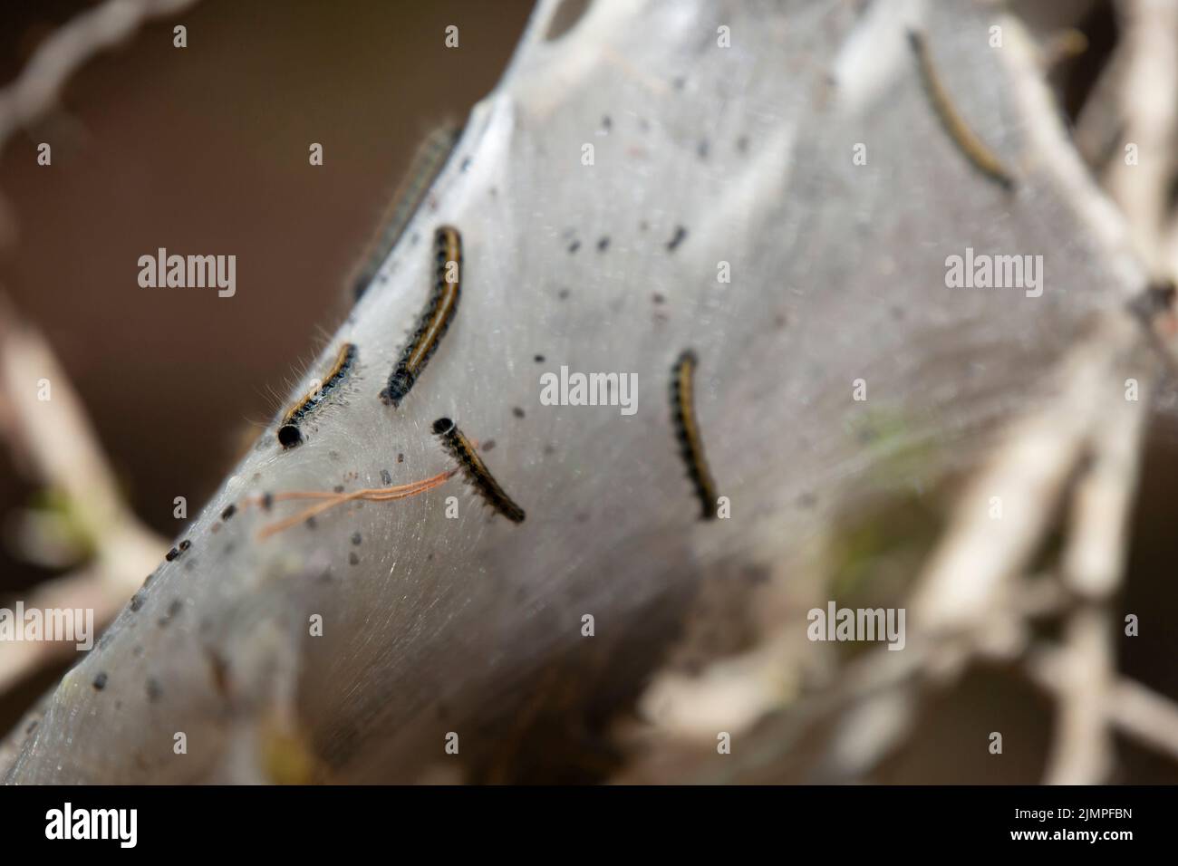 Eastern tent caterpillars (Malacosoma americanum) crawling along the ...