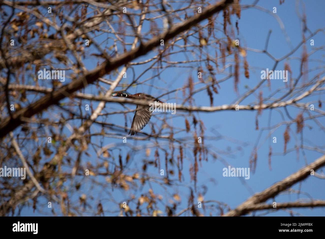Wood duck drake (Aix sponsa) flying past trees Stock Photo - Alamy