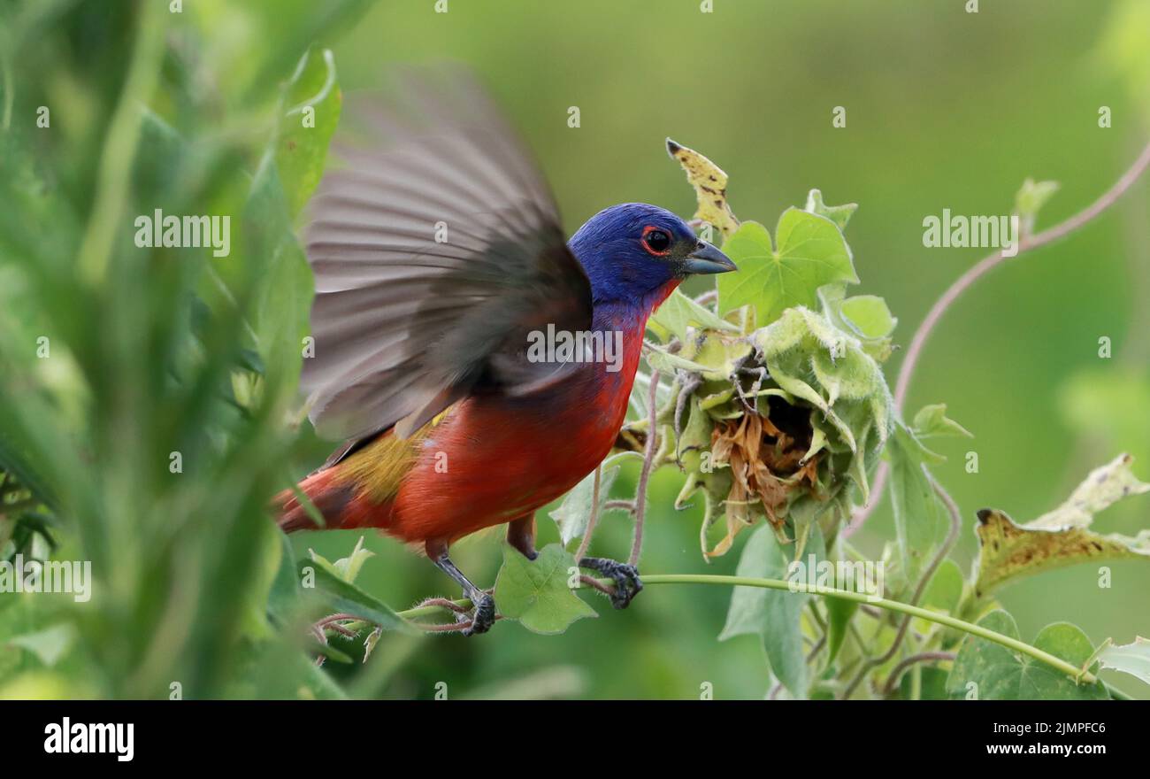Raleigh, North Carolina, USA. 7th Aug, 2022. Birders converge on ...