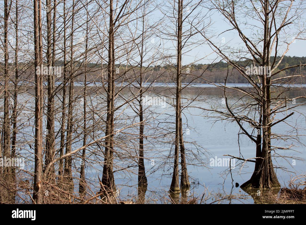 A line of trees growing in shallow water Stock Photo - Alamy
