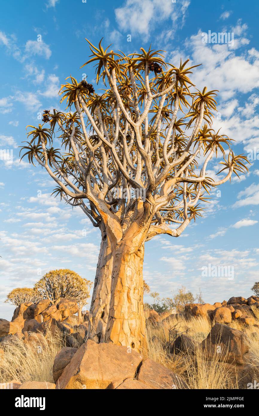 landscape of quiver trees growing among boulders on the ground, Namibia ...