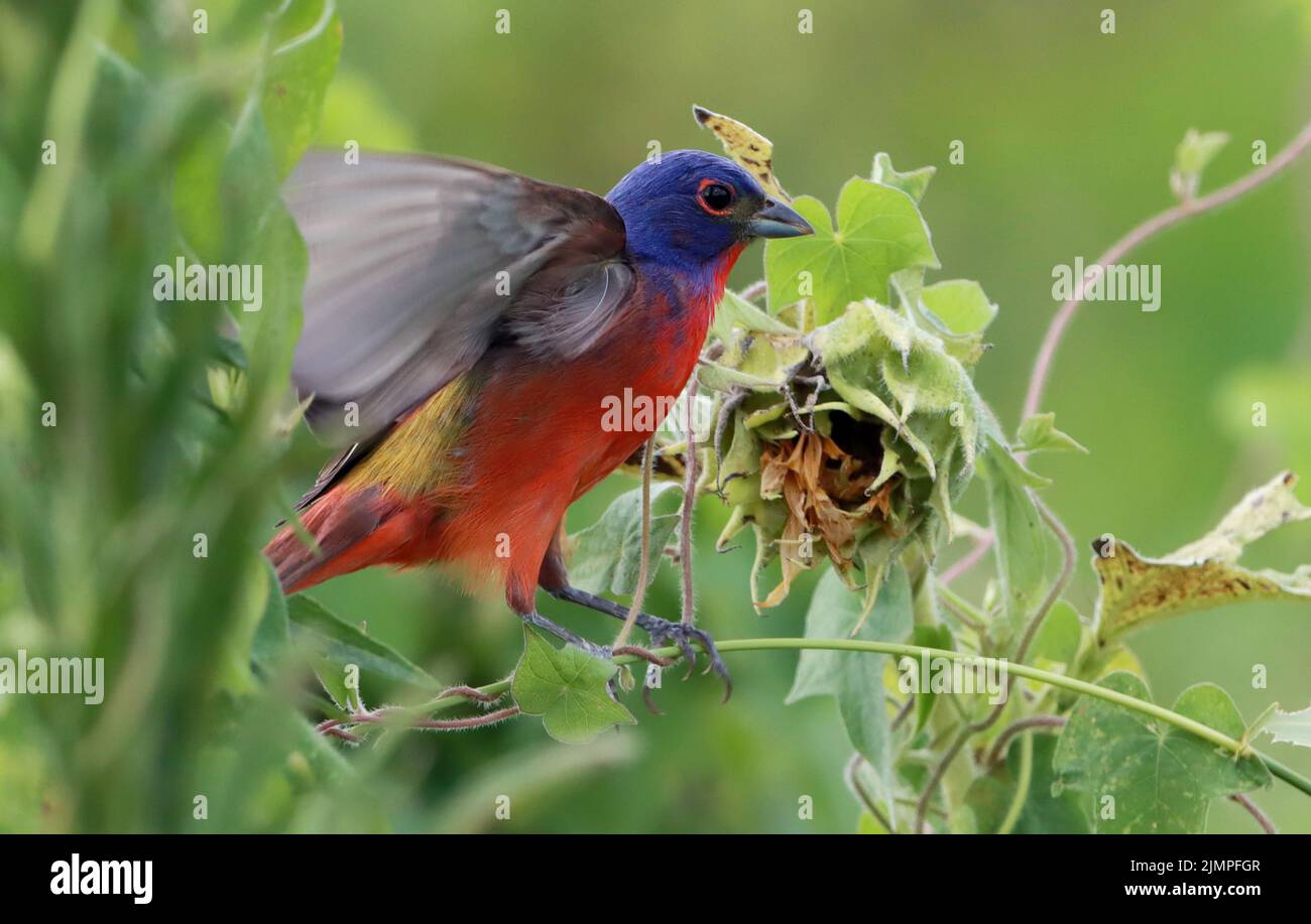 Raleigh, North Carolina, USA. 7th Aug, 2022. Birders converge on ...