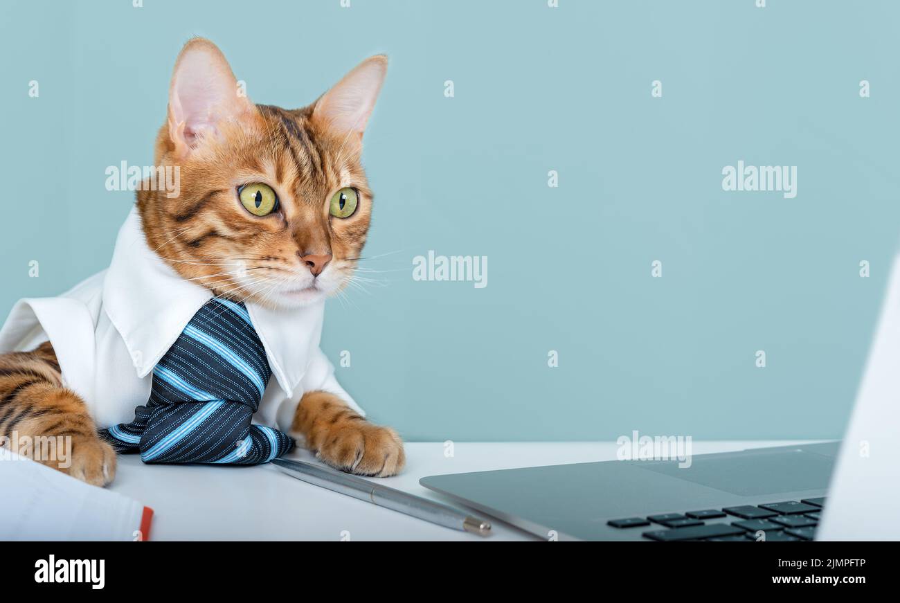 The cat - office clerk sits at the table in the office, looks at the ...