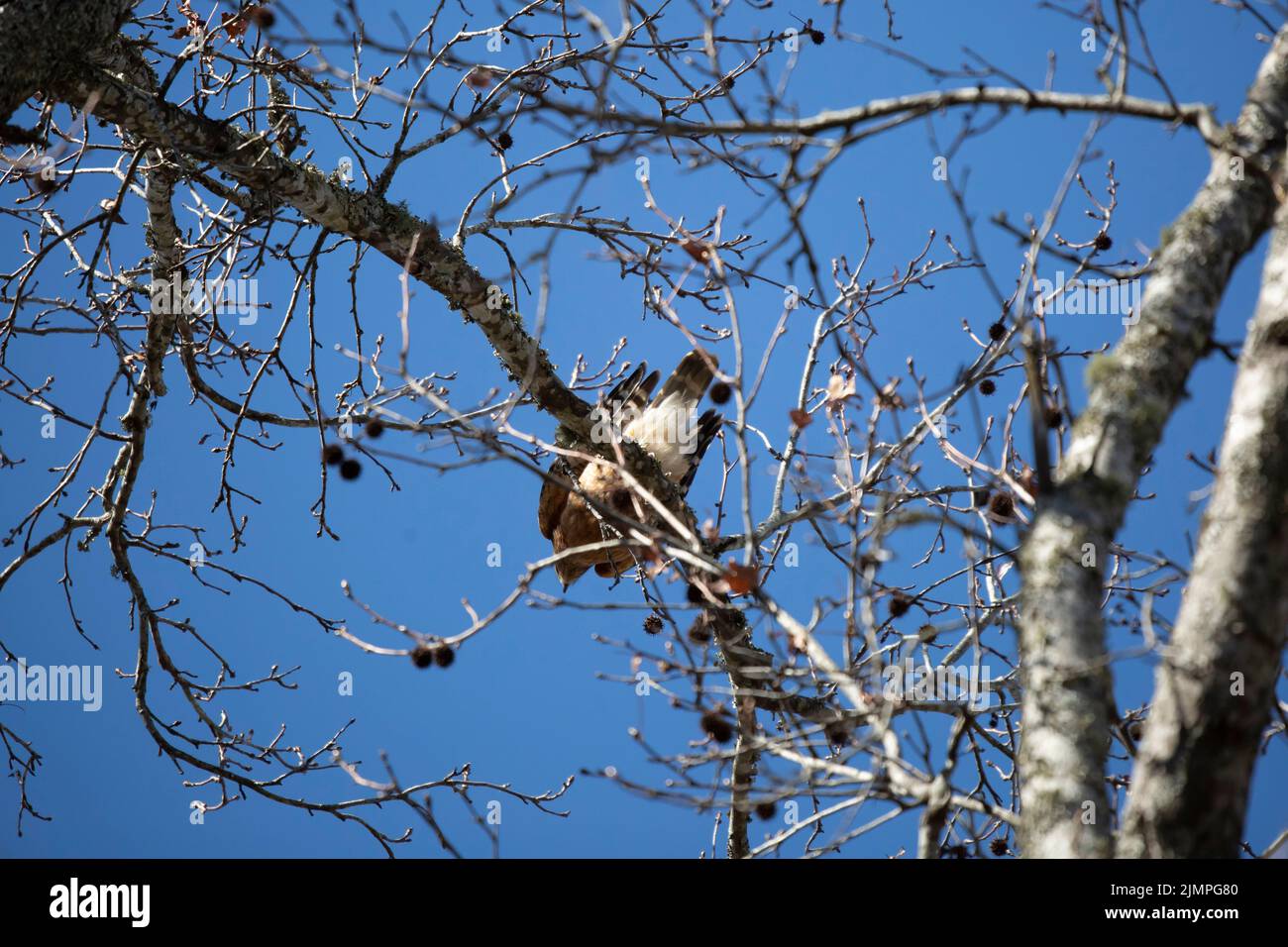 Young red-shouldered hawk (Buteo lineatus) looking down from its perch ...