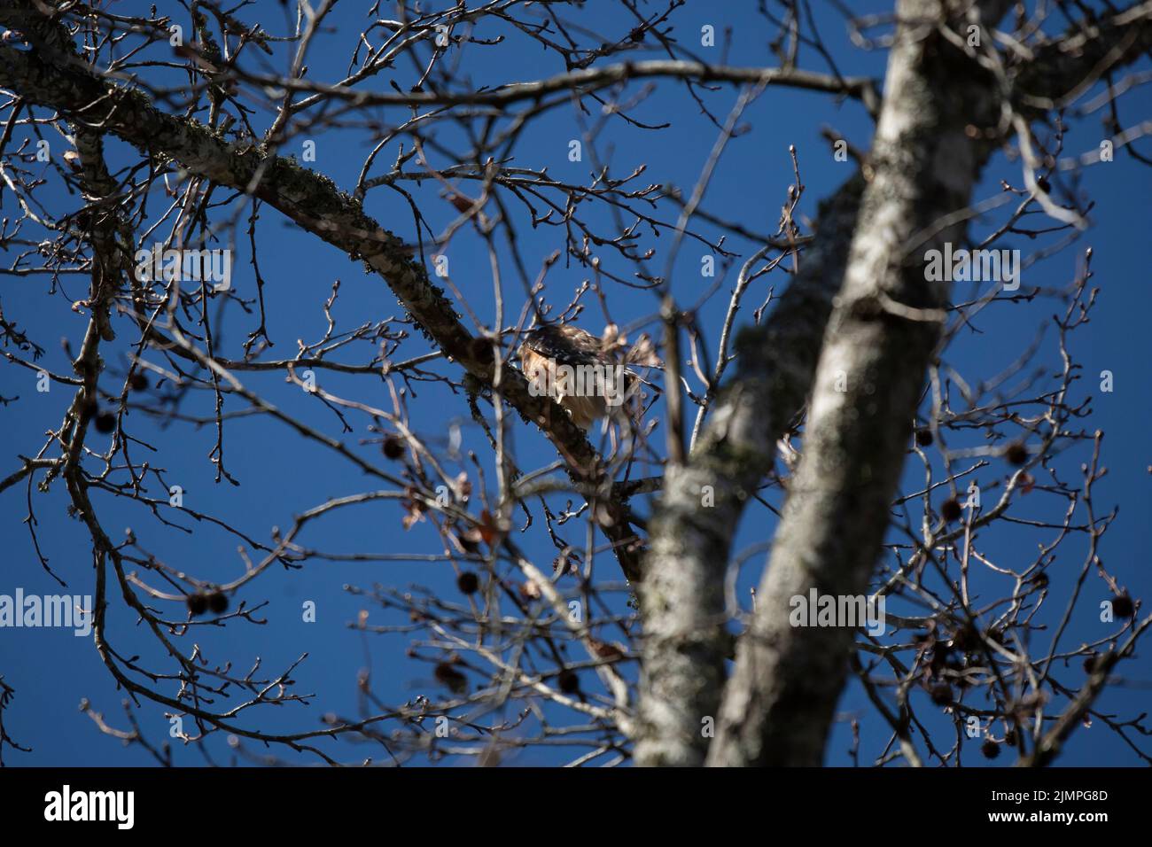 Young red-shouldered hawk (Buteo lineatus) facing away on a tree branch ...