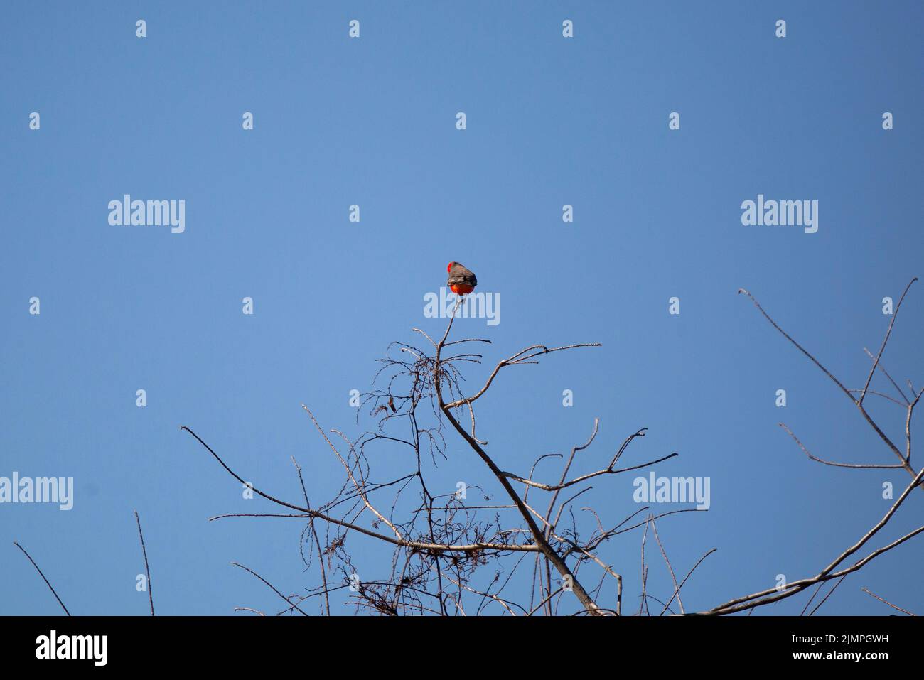 Vermillion flycatcher ()Pyrocephalus obscurus looking down curiously ...