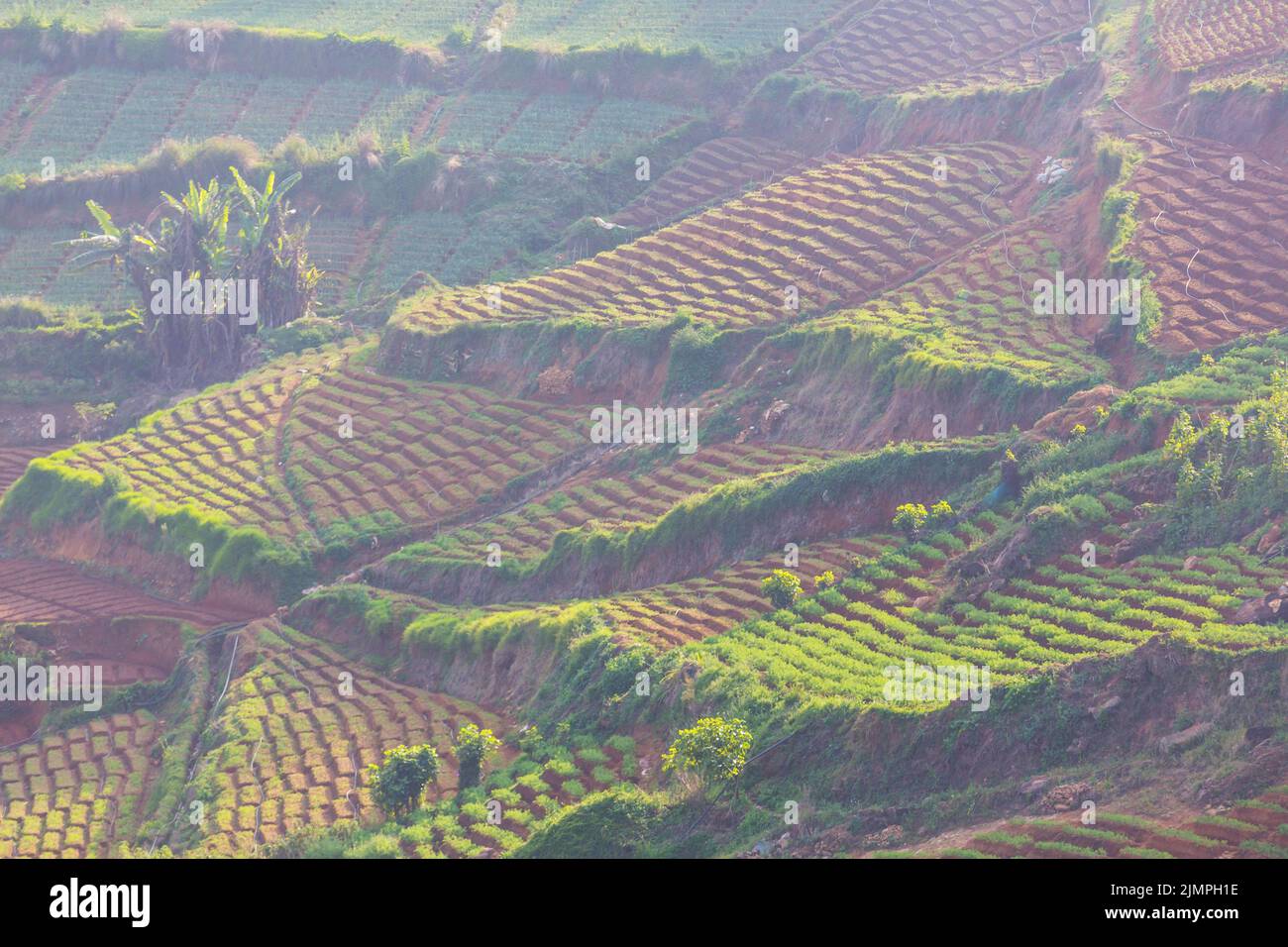 Fields on Sri Lanka Stock Photo - Alamy