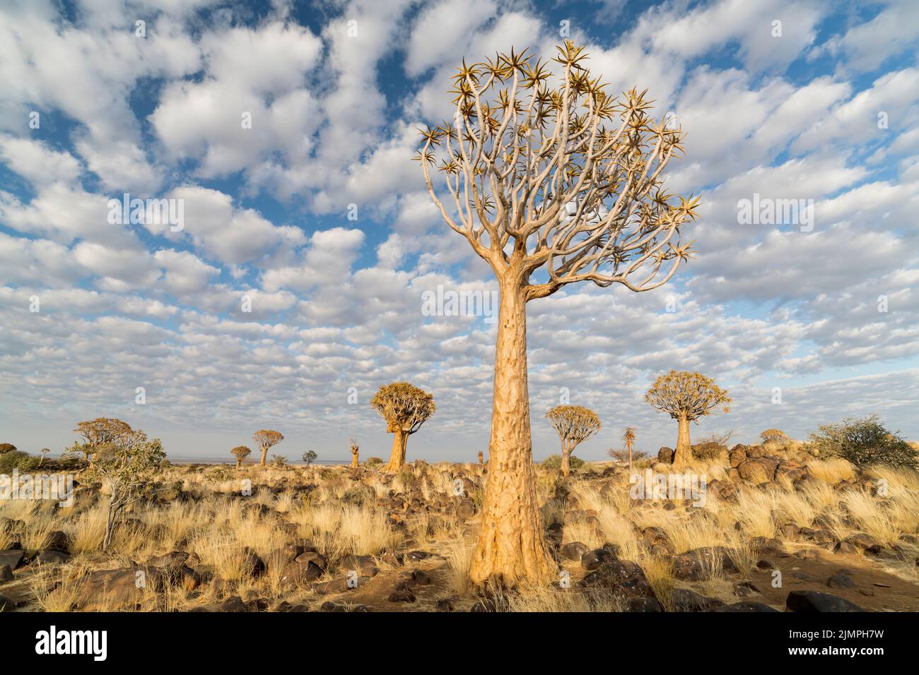 landscape of quiver trees growing among boulders on the ground, Namibia ...