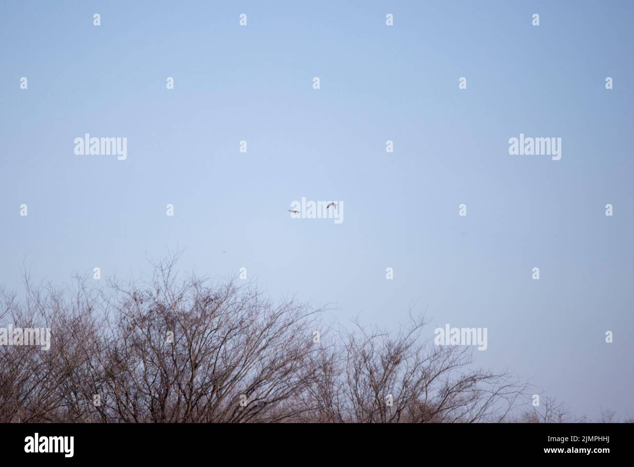 Drake and hen bufflehead ducks (Bucephala albeola) in flight over a ...