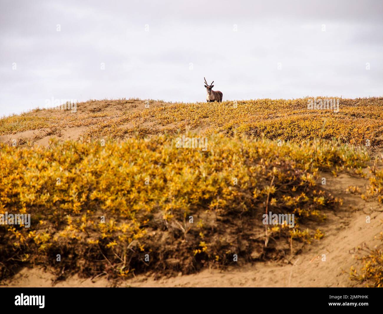 A lone Caribou (Rangifer tarandus) on a ridge near the northern Alaskan ...