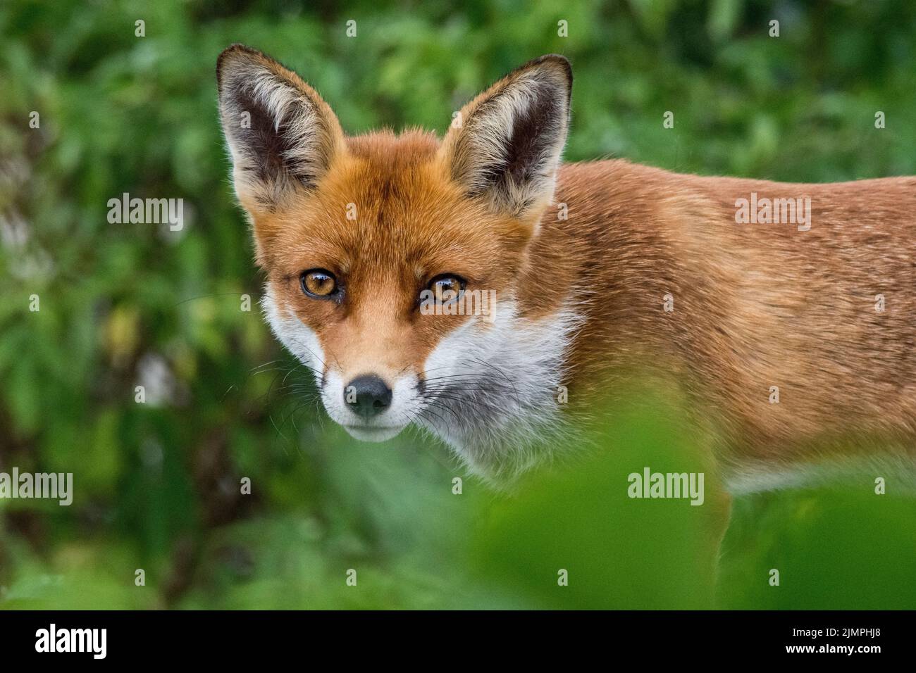 Urban Vixen Fox Staring Stock Photo - Alamy