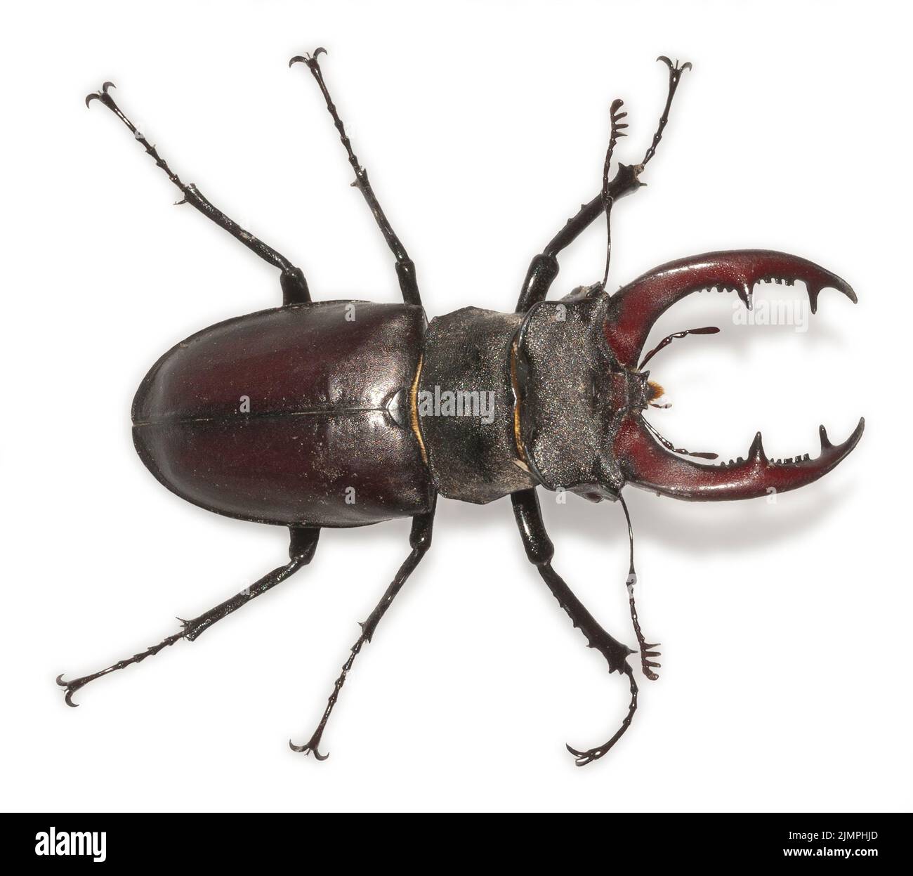 Protected beetle species hi-res stock photography and images - Alamy