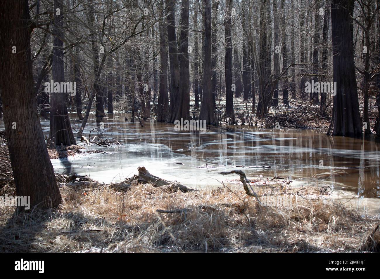 Muddy swamp water swirled with white runoff and surrounded by trees ...