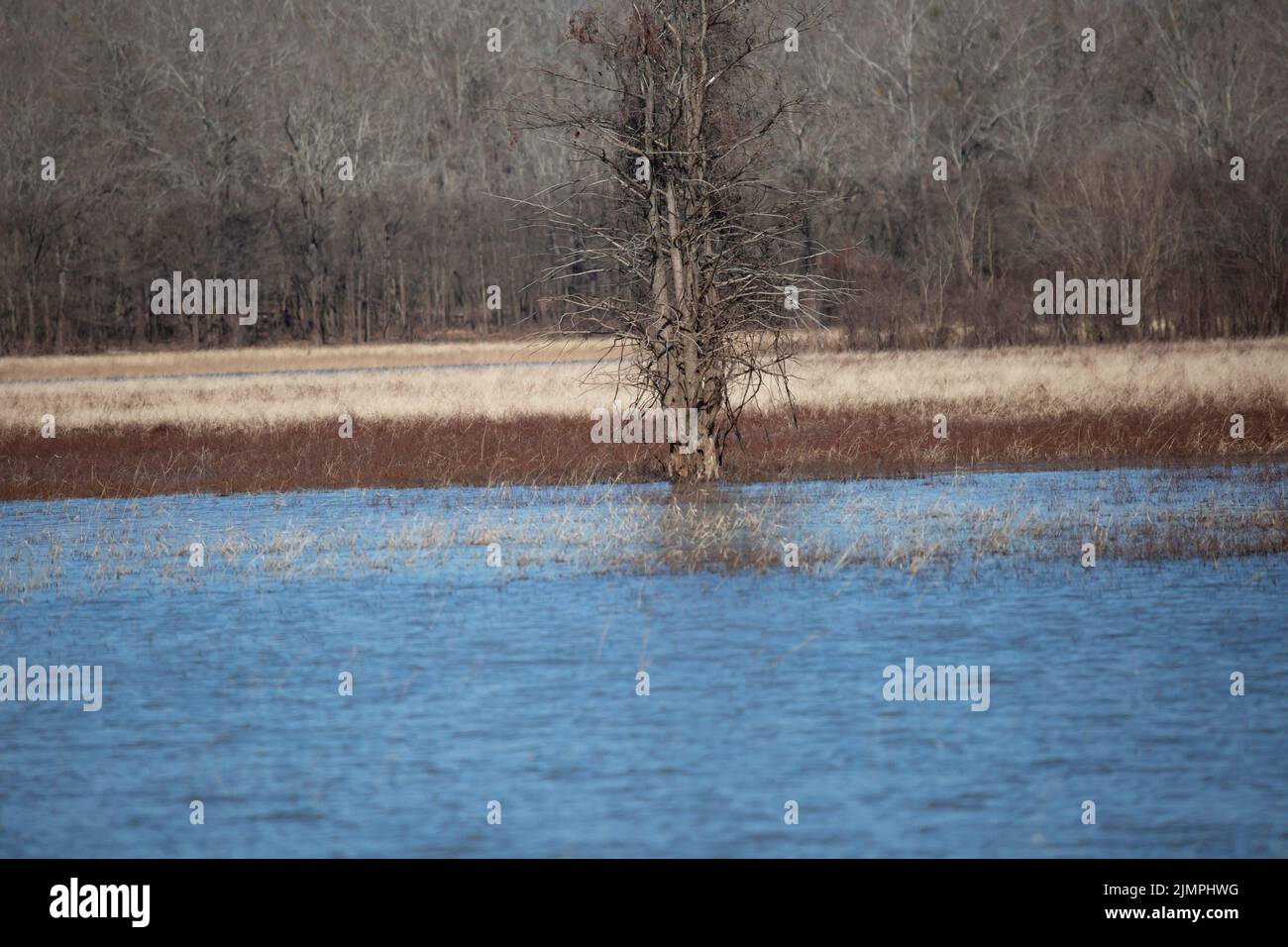 Tree in the background with a reed brake in the water and a forest ...