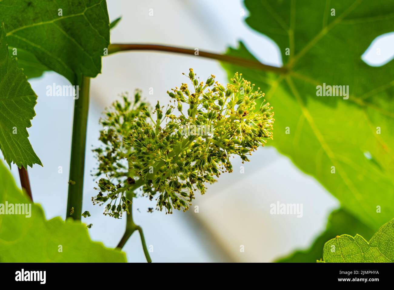 Closeup view of blooming grapes flowers being transform into young ...